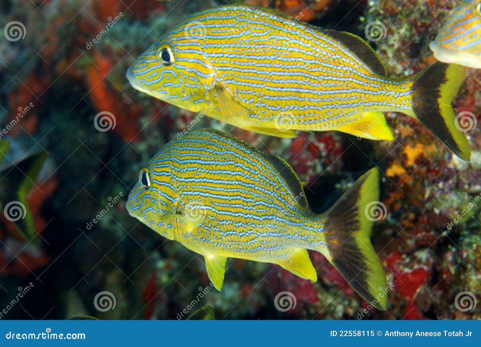 Blue Striped Grunt (Haemulon Sciurus) Stock Image - Image of wildlife ...