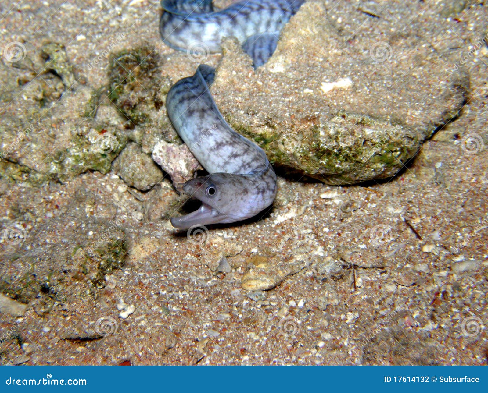 Blue Striped Moray Eel Red Sea Stock Photo - Image of holiday, travel ...