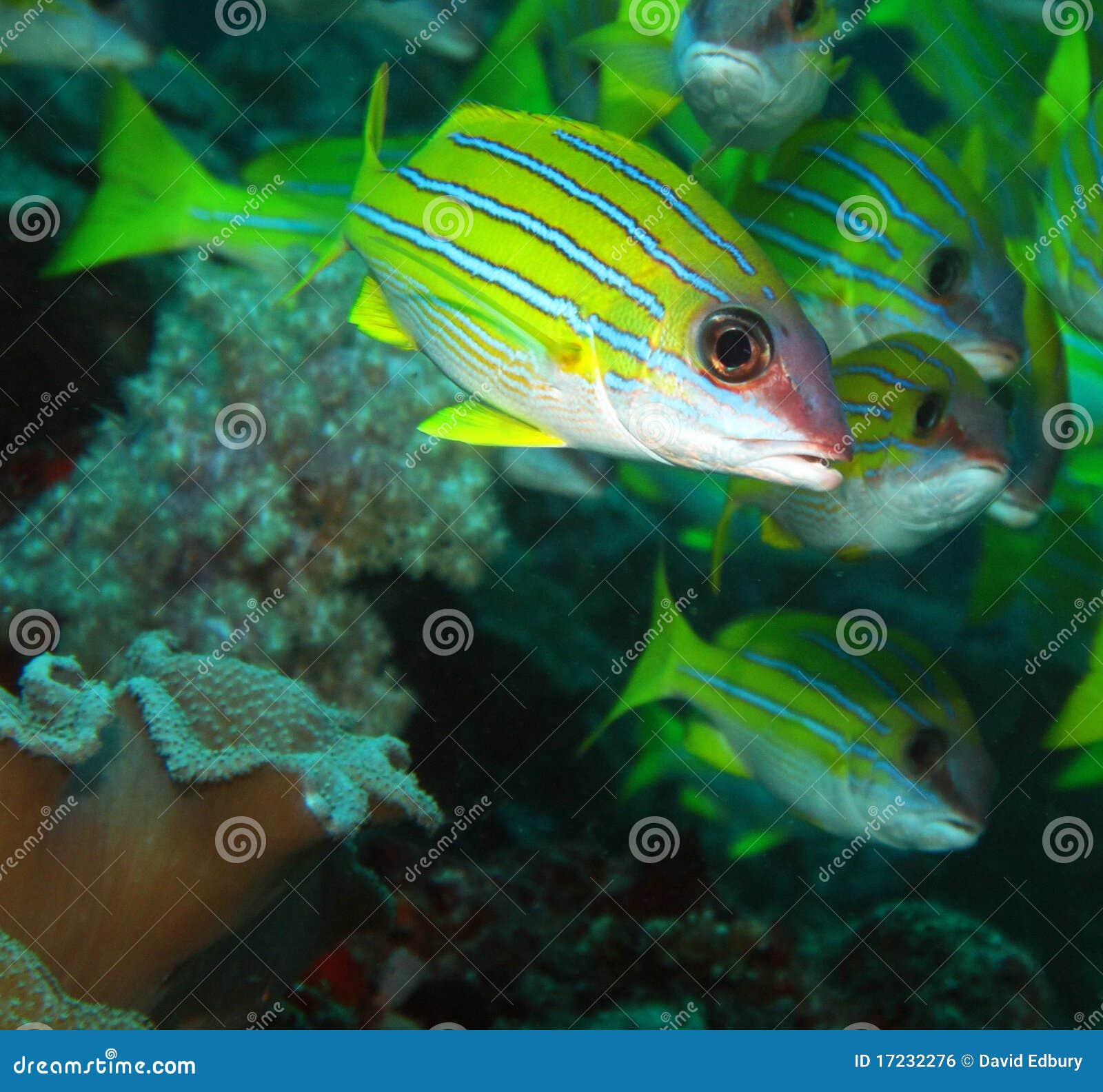 Blue Striped Snapper stock photo. Image of ocean, nature - 17232276