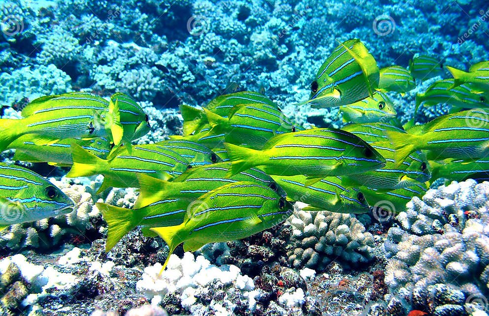 Blue Striped Snapper in Hawaii Stock Photo - Image of fish, hawaii: 9587294