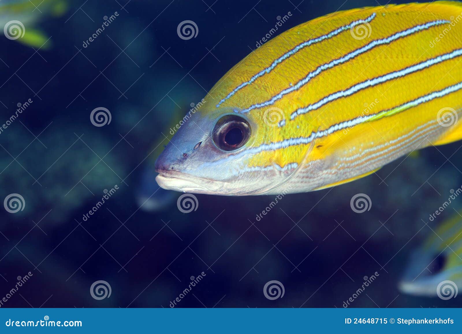 Blue-striped Snapper in the Red Sea. Stock Image - Image of view, color ...