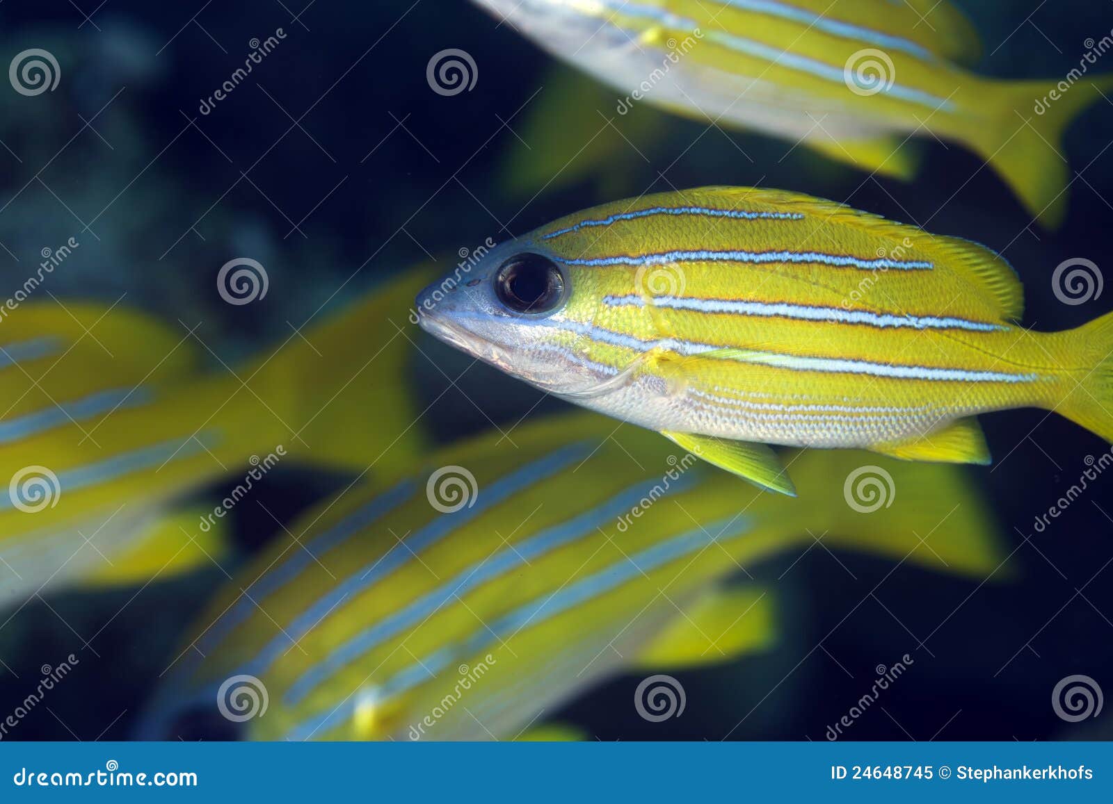 Blue-striped Snapper in the Red Sea. Stock Image - Image of view, blue ...