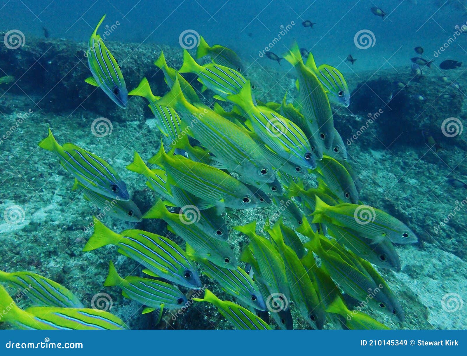 Blue striped snapper stock image. Image of aquatic, tropical - 210145349