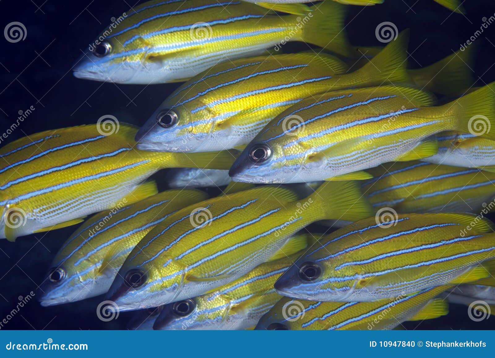 Blue-striped snappers stock photo. Image of tranquility - 10947840