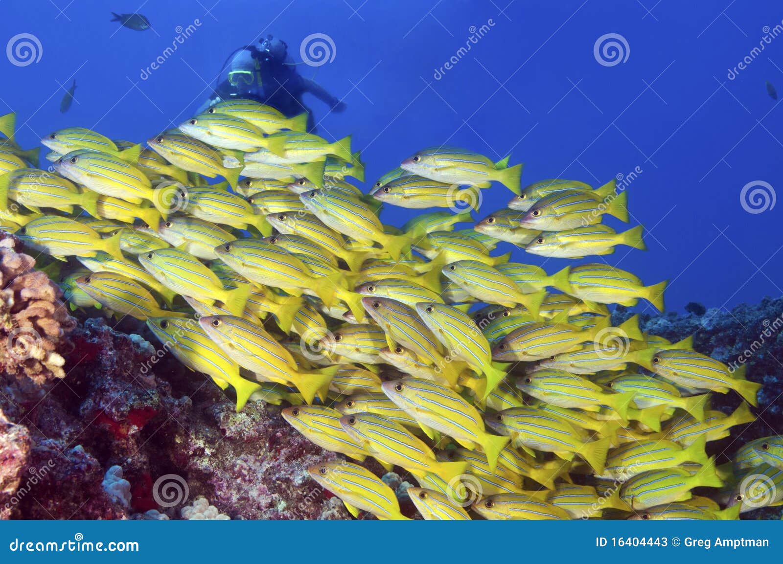 Ocean Blue Striped Snappers Stock Photos - Free & Royalty-Free Stock ...