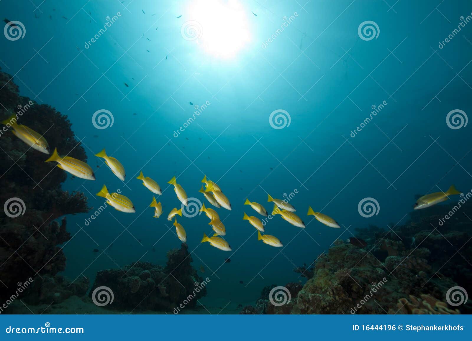 Blue-striped Snappers and Ocean Stock Photo - Image of ocean, bottom ...