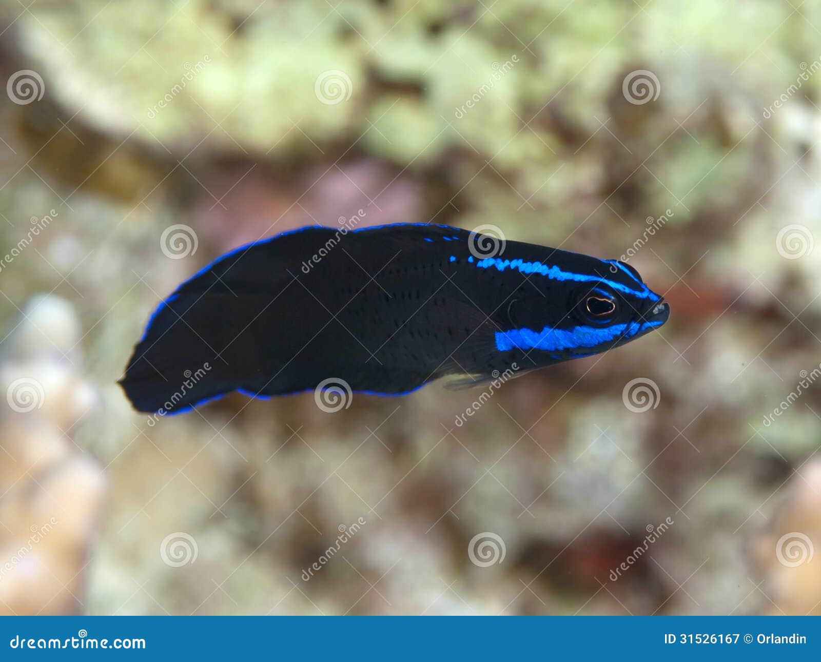 Blue stripped dottyback stock image. Image of springeri - 31526167
