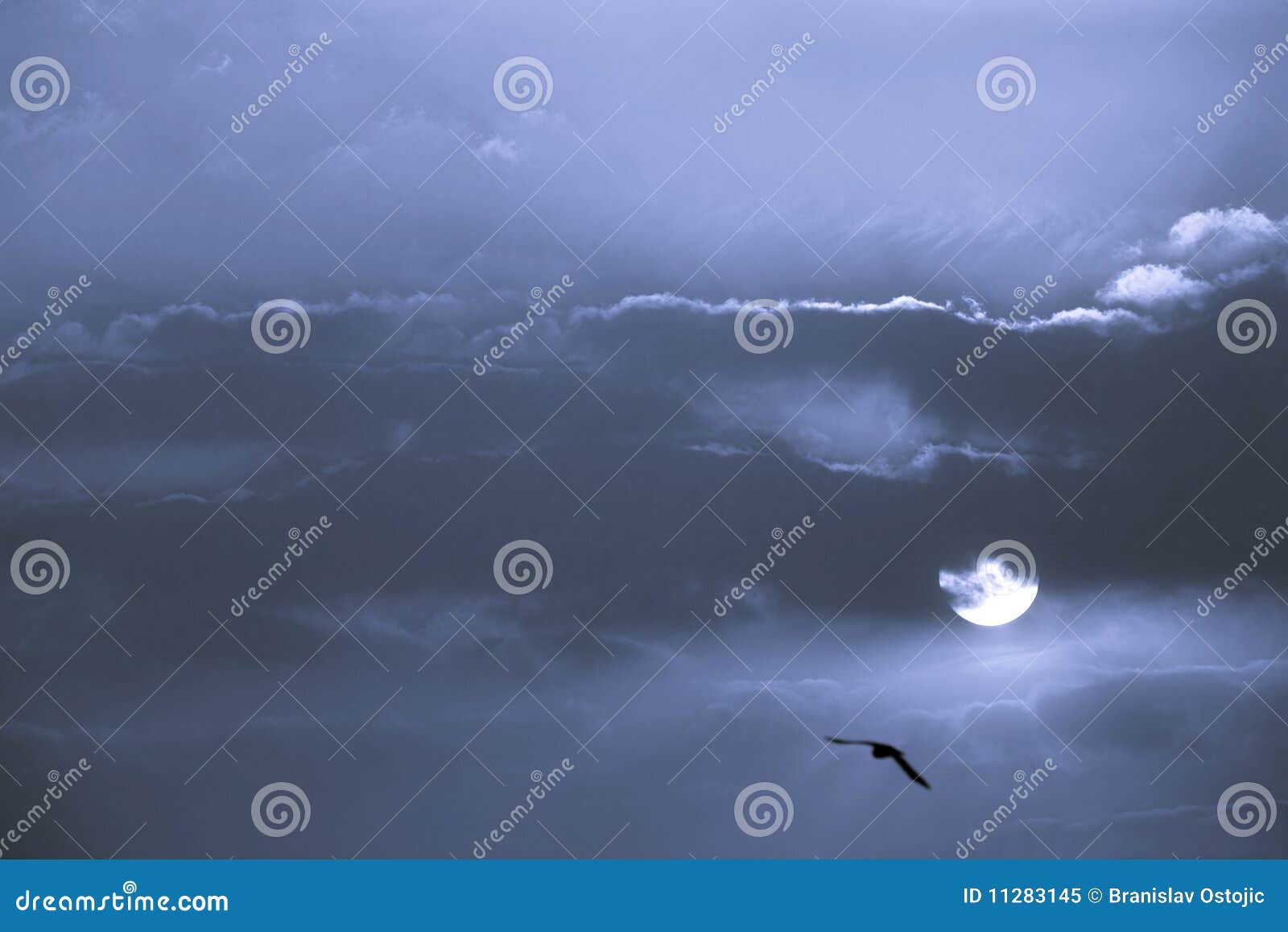 Blue sunset and bird stock image. Image of travel, peace - 11283145