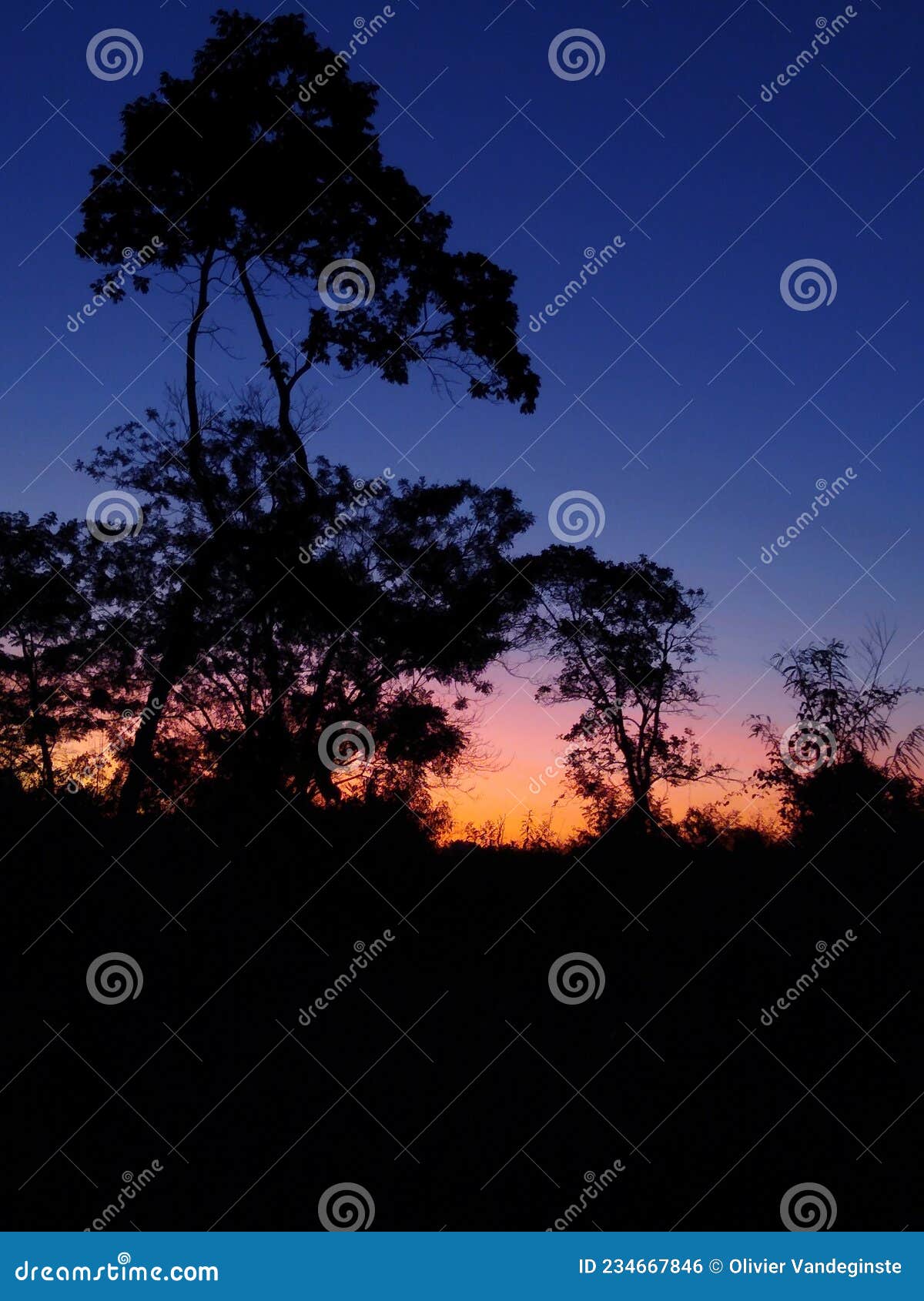 Blue Sunset with Trees and Landscape. Stock Photo - Image of background ...
