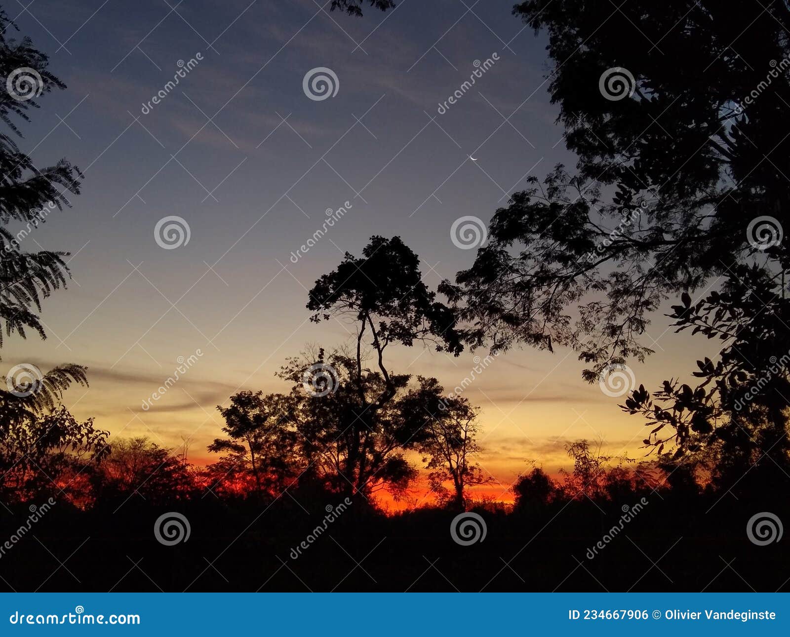Blue Orange Sunset with Trees. Stock Photo - Image of beautiful, beach ...