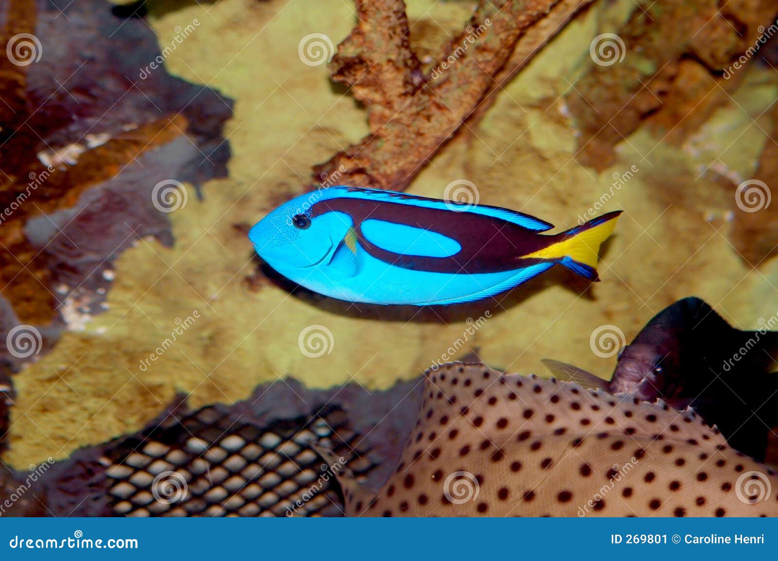 Blue surgeon fish stock image. Image of ocean, animal, life - 269801