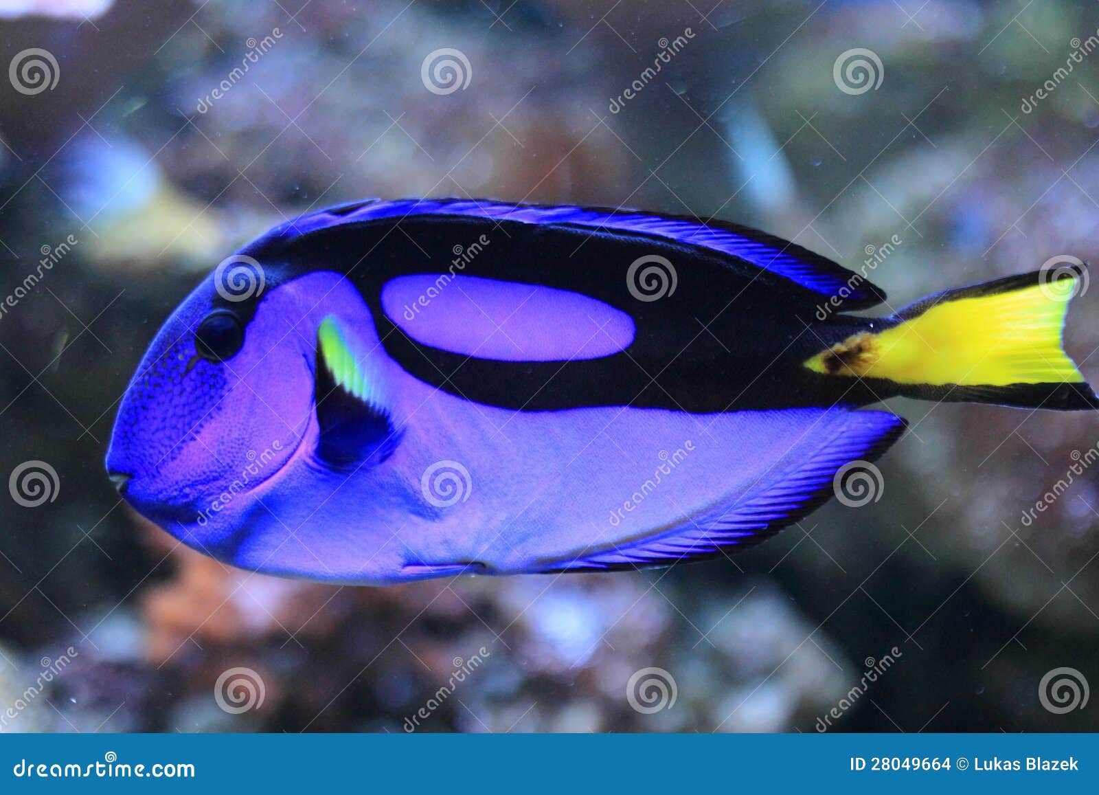 Blue surgeonfish stock photo. Image of animal, pacific - 28049664