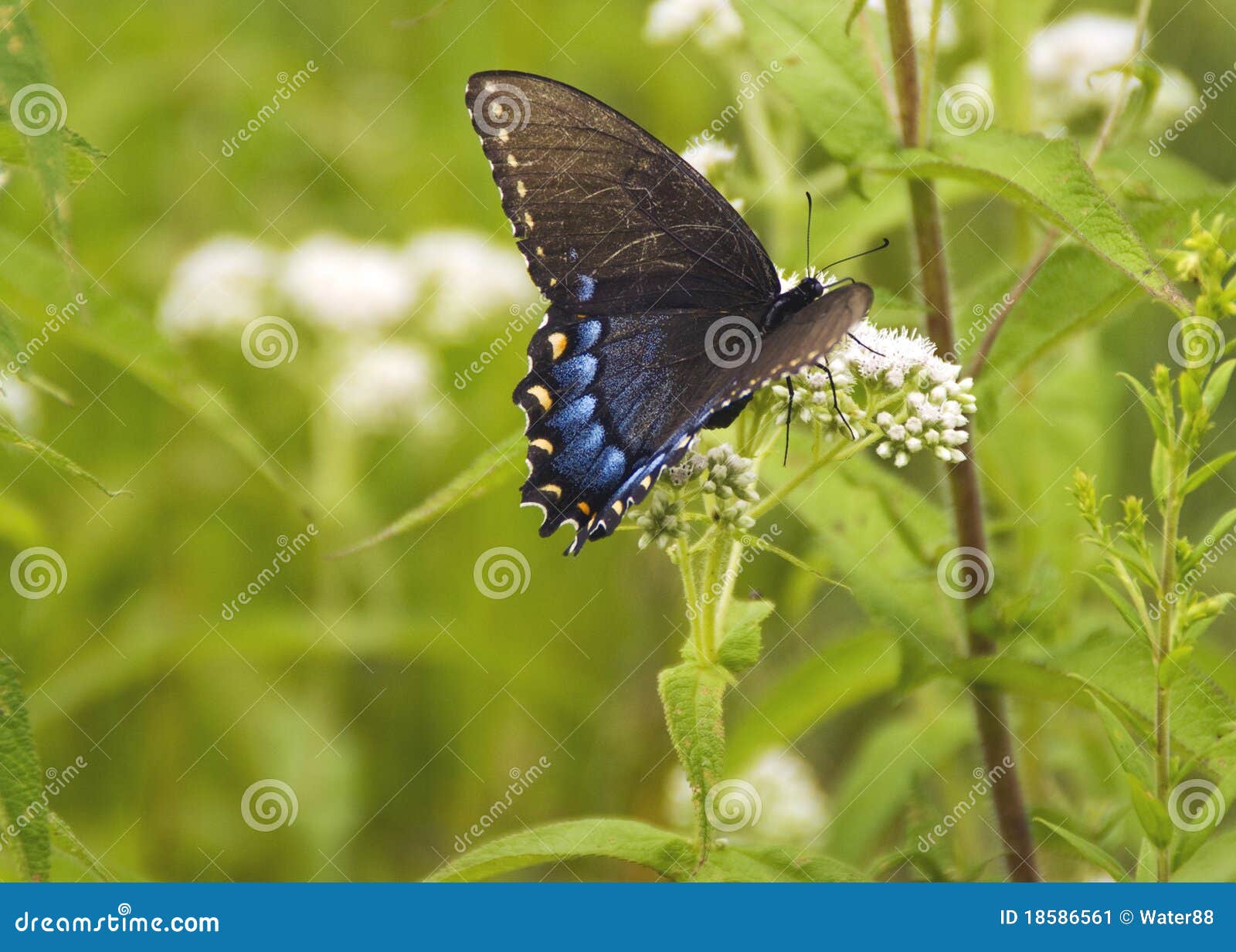 Blue Swallowtail stock image. Image of petal, head, beauty - 18586561