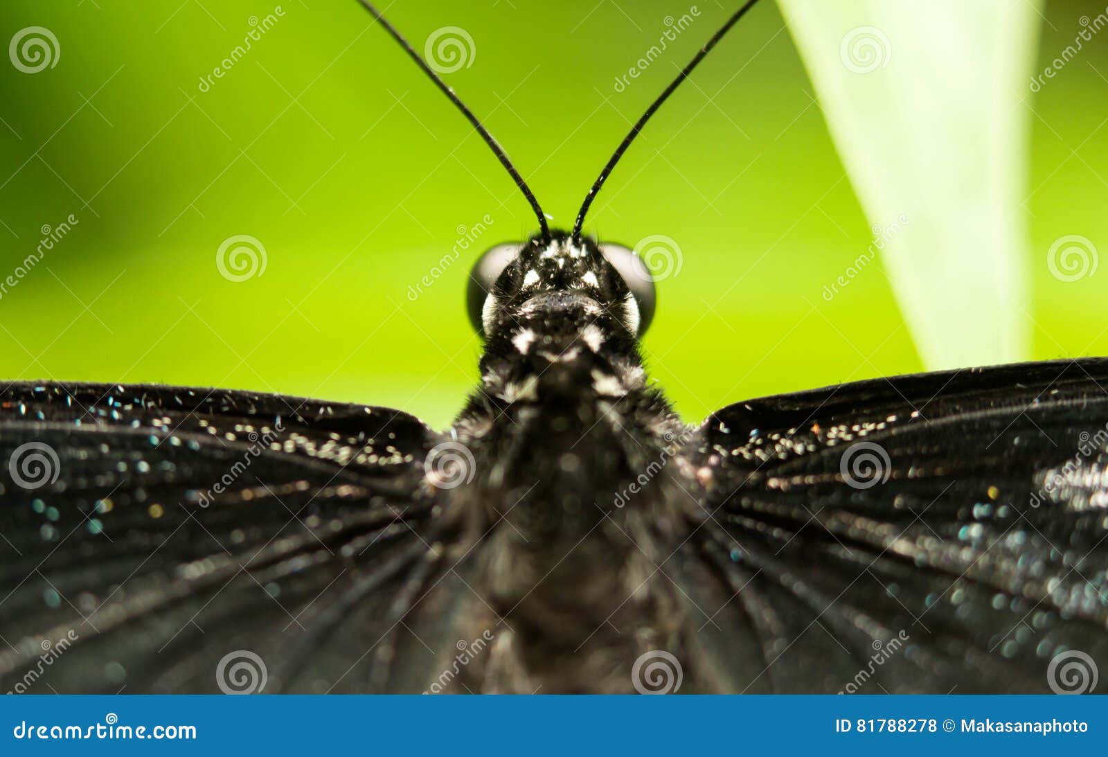 Blue swallowtail butterfly stock photo. Image of swallowtail - 81788278