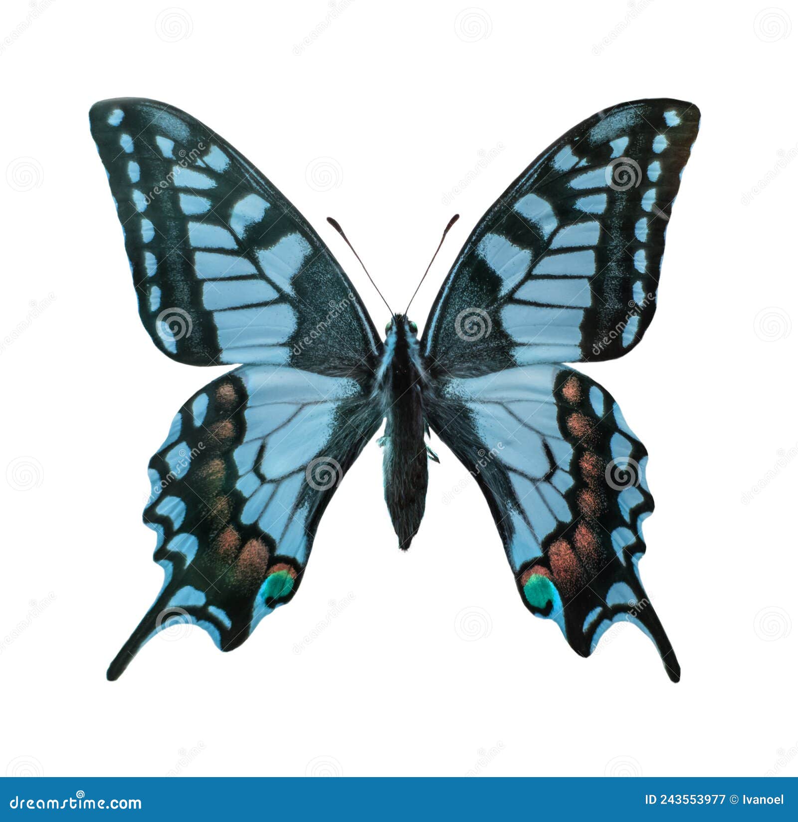 Blue swallowtail butterfly stock image. Image of science - 243553977