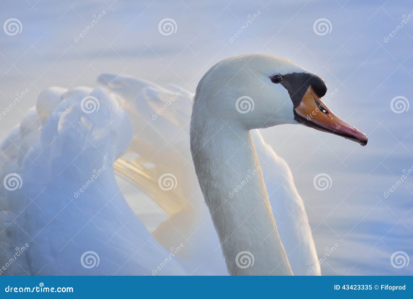 Blue swan stock image. Image of beauty, sunlight, evening - 43423335
