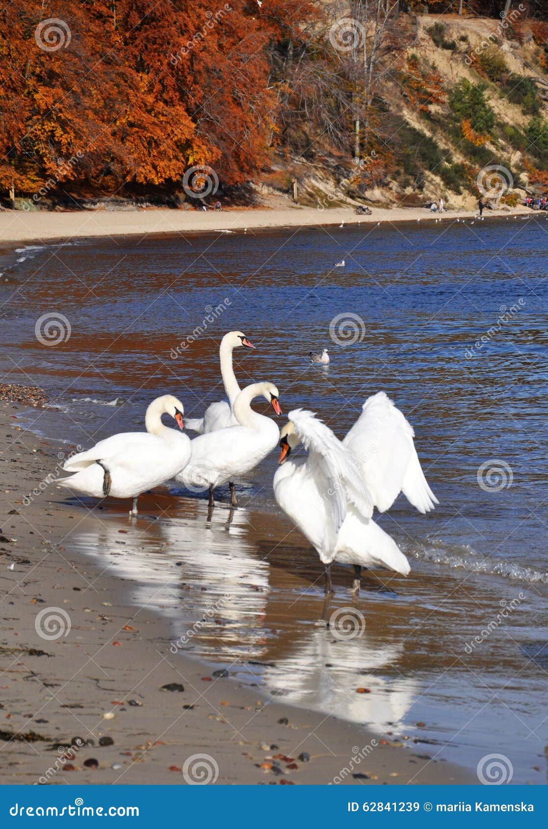 Blue Swans on the Baltic Sea Coast Stock Image - Image of tree, shore ...