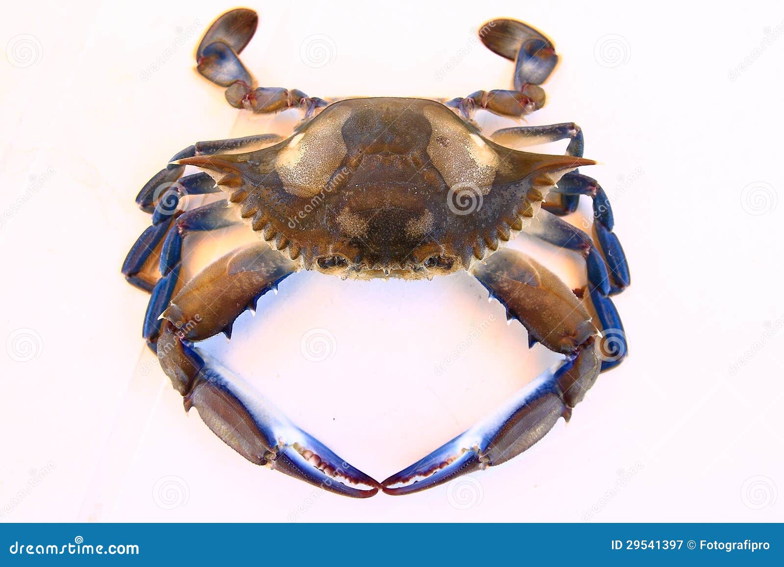 Blue Swimmer Crab stock image. Image of oceanic, saltwater - 29541397