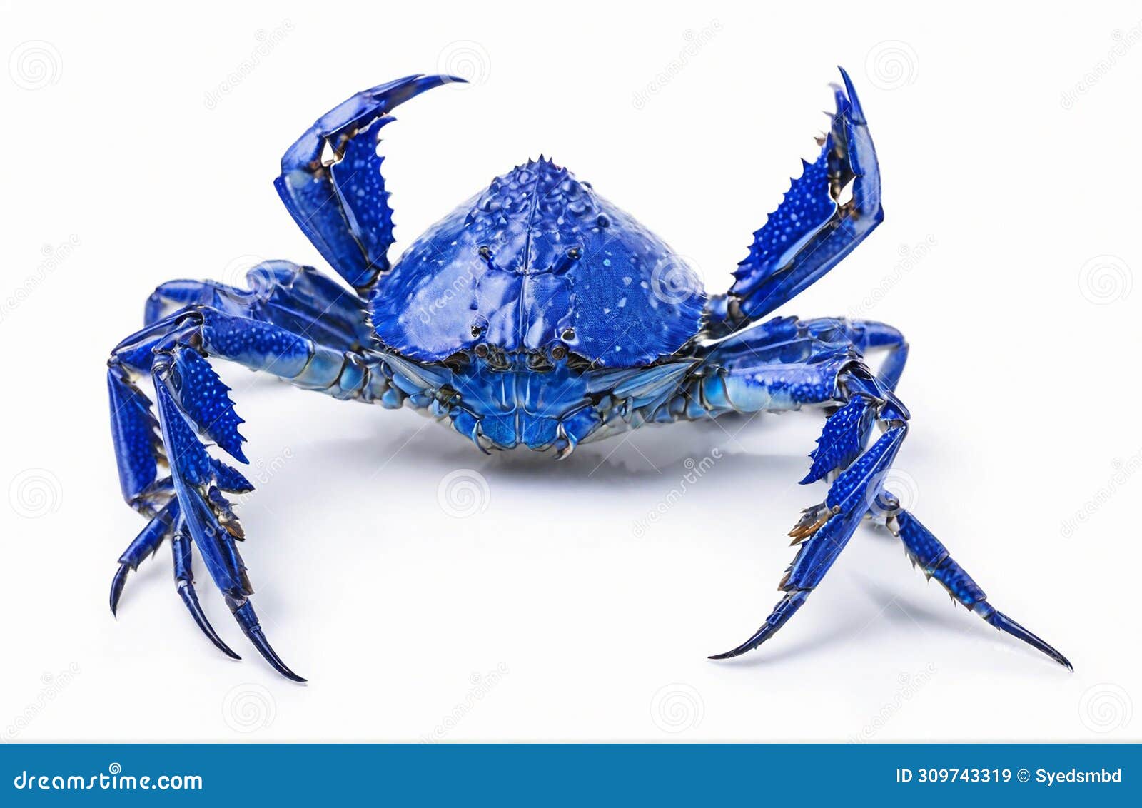 Blue Swimmer Crab, Cut Out on White Background Stock Illustration ...