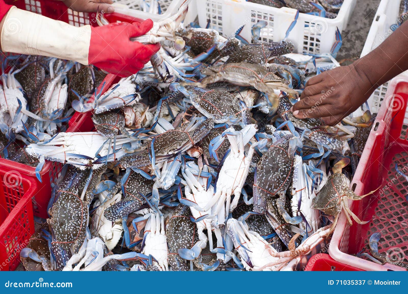 Blue swimmer crab. stock image. Image of crab, food, pelagicus - 71035337
