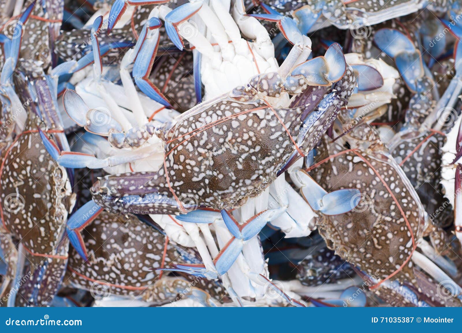 Blue swimmer crab. stock image. Image of cook, ingredient - 71035387