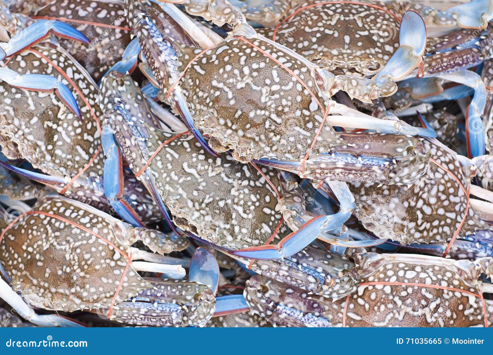 Blue swimmer crab. stock image. Image of pelagicus, fresh - 71035665