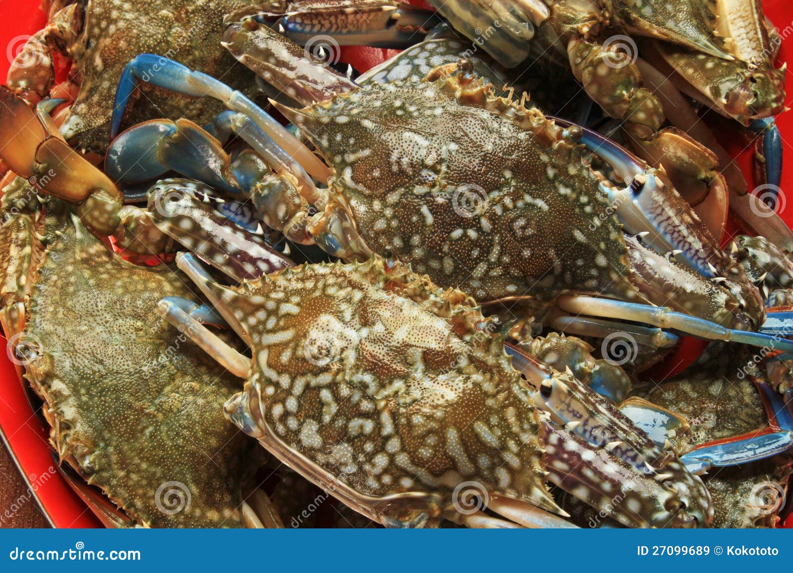 Blue swimming crab stock image. Image of life, fresh - 27099689