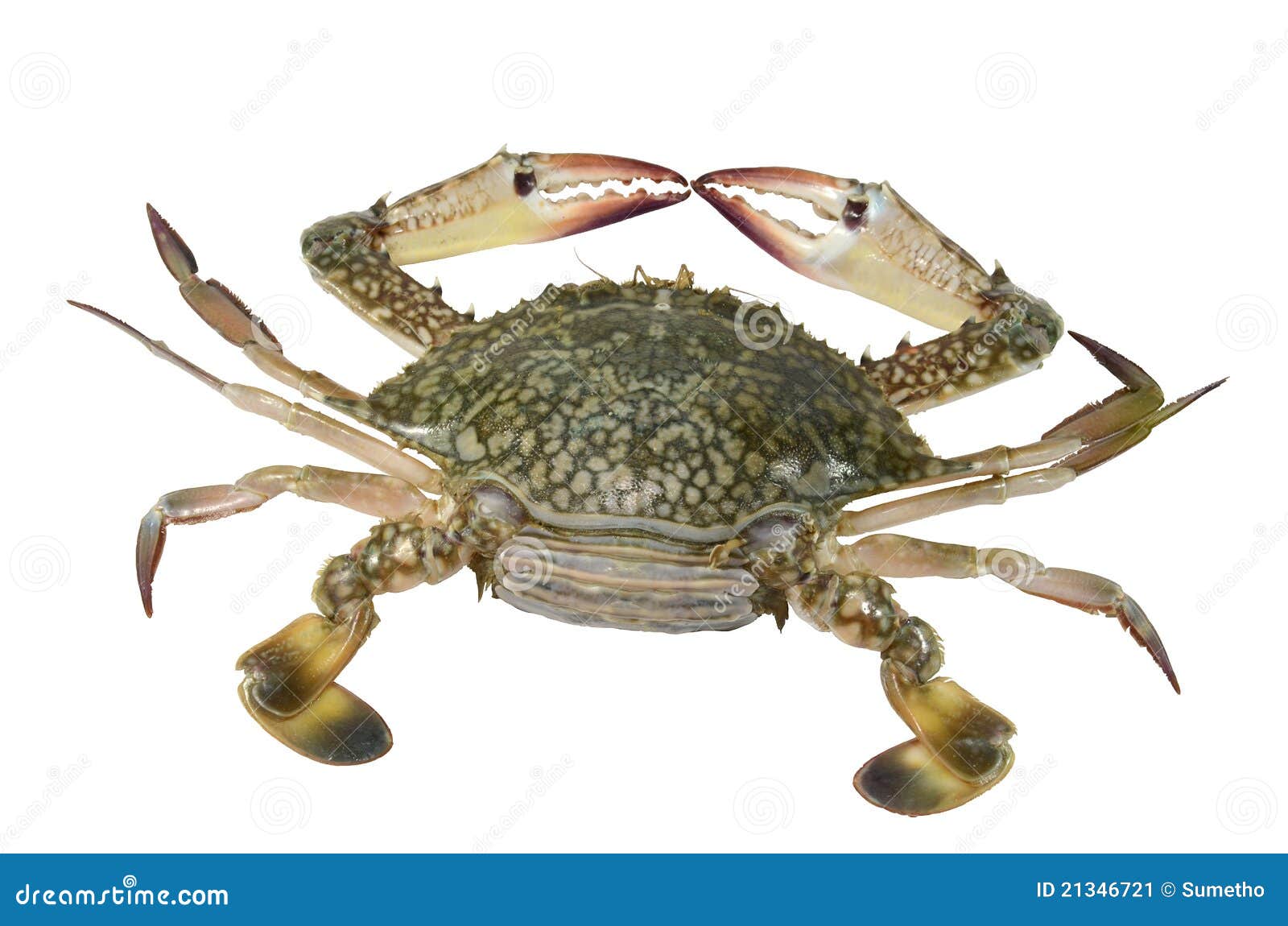 Blue Swimming Crab (female) Stock Image - Image of crab, food: 21346721
