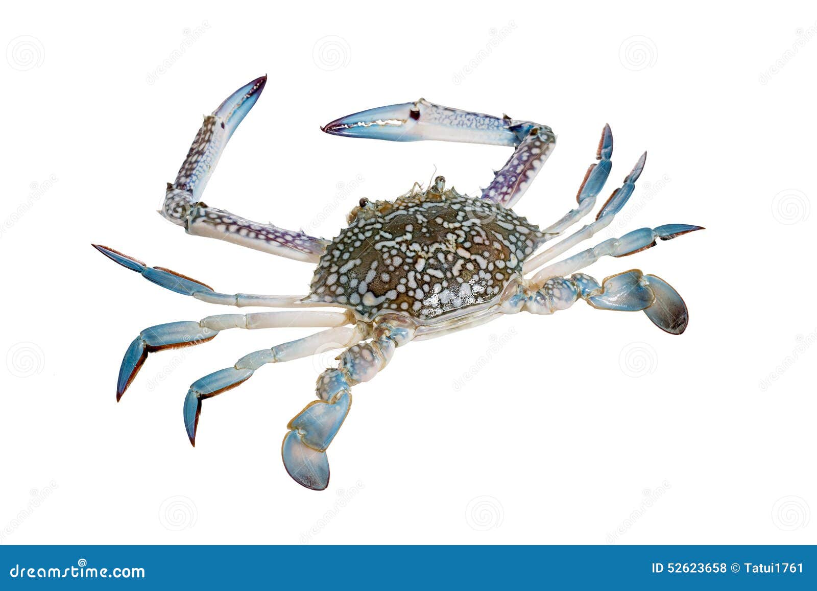 Blue Swimming Crabs, Isolate on White Background Stock Photo - Image of ...