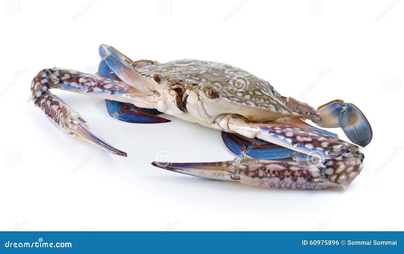 Blue Swimming Crabs on White Background Stock Photo - Image of crab ...