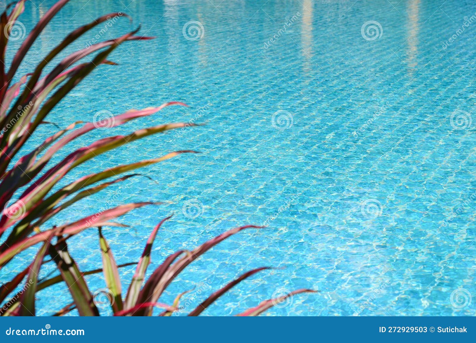 Blue Swimming Pool with Leaf Tree, Beautiful Background Stock Image ...