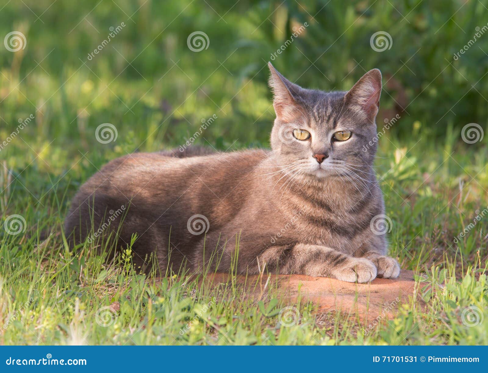 Blue Tabby Cat in a Partial Shade Stock Image - Image of partial, tabby: 71701531