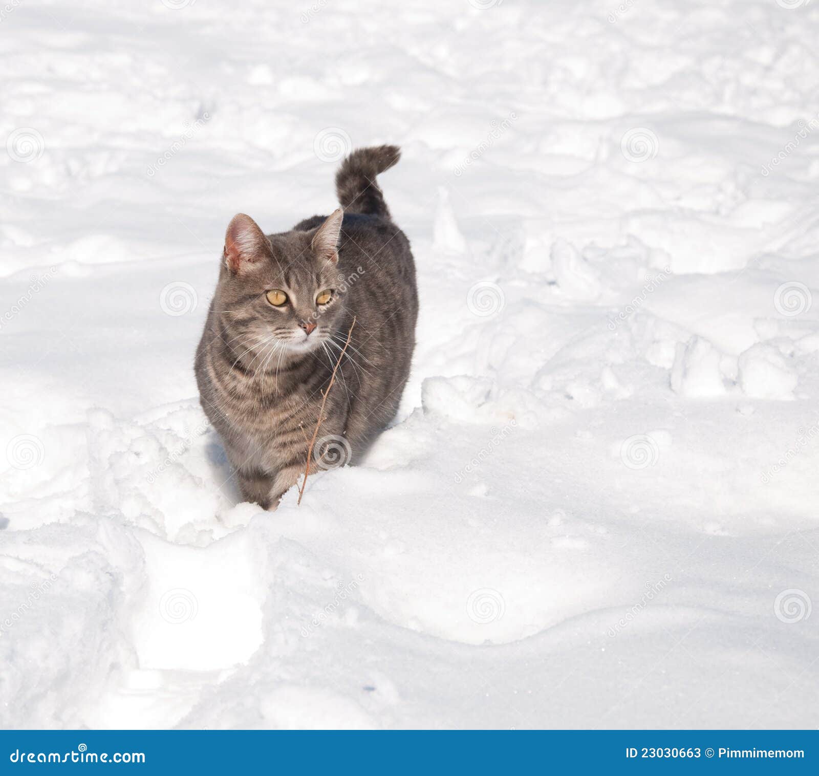 Blue tabby cat in snow stock image. Image of tabby, feline - 23030663