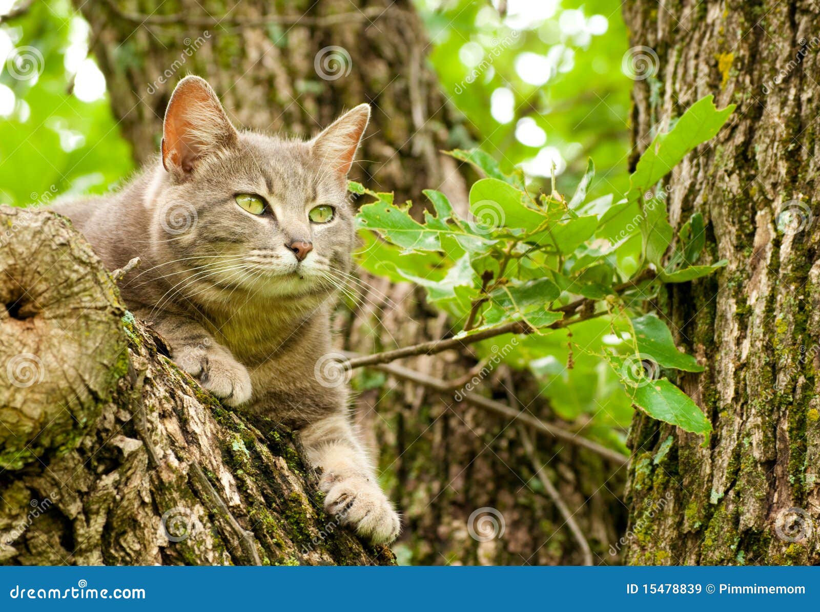 Blue Tabby Cat Up in a Tree Stock Image - Image of branch, whiskers ...