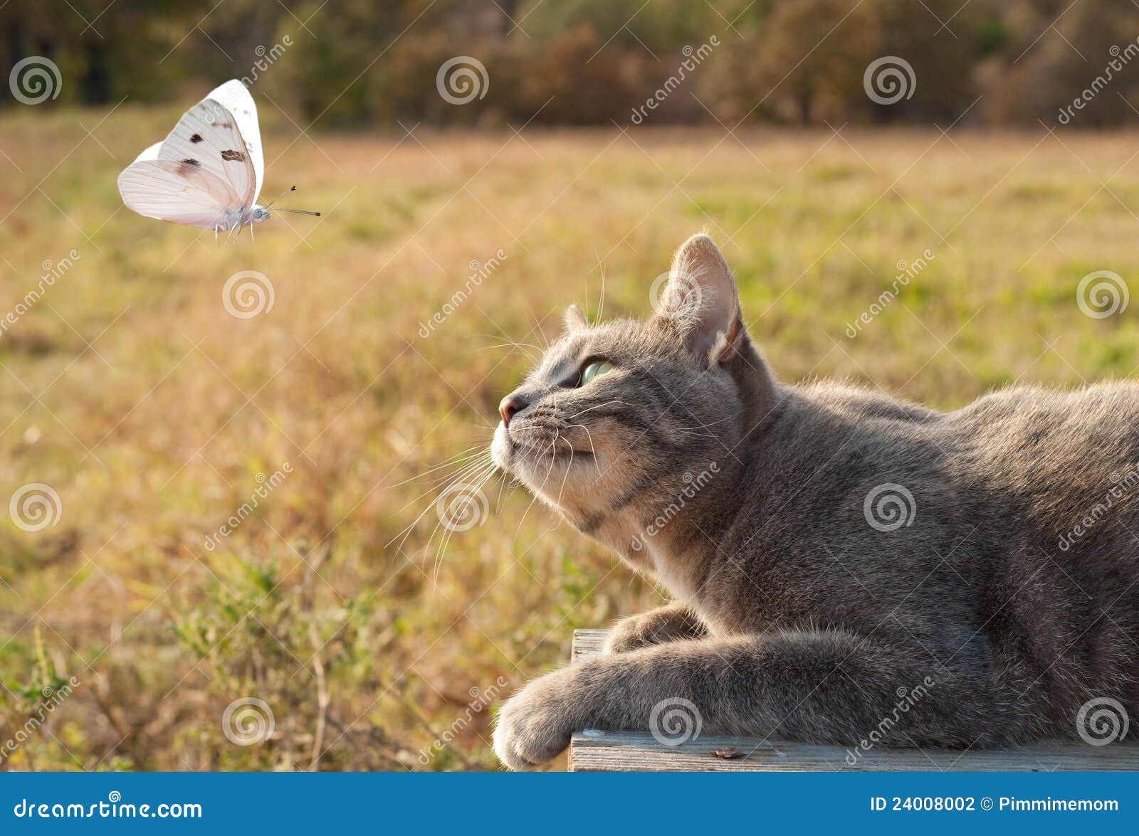 Blue Tabby Kitty Cat Watching a White Butterfly Stock Photo - Image of ...