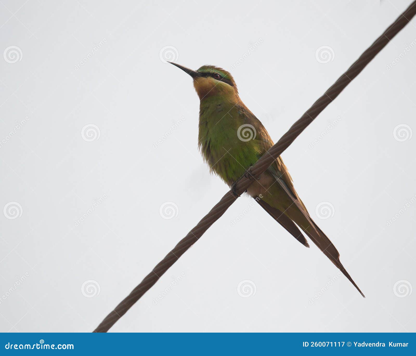 A Blue tail Bee Eater stock image. Image of beautiful - 260071117