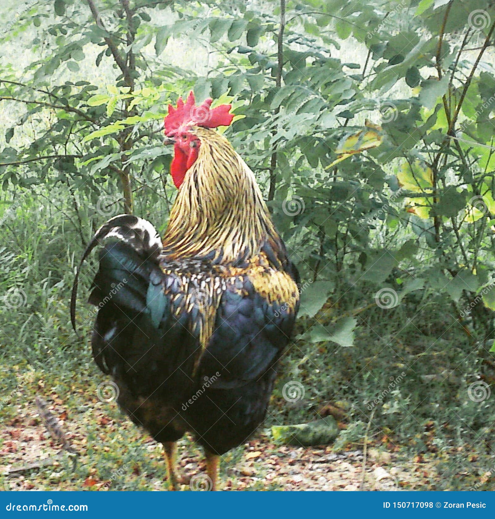 Blue tail rooster stock photo. Image of blue, animals - 150717098