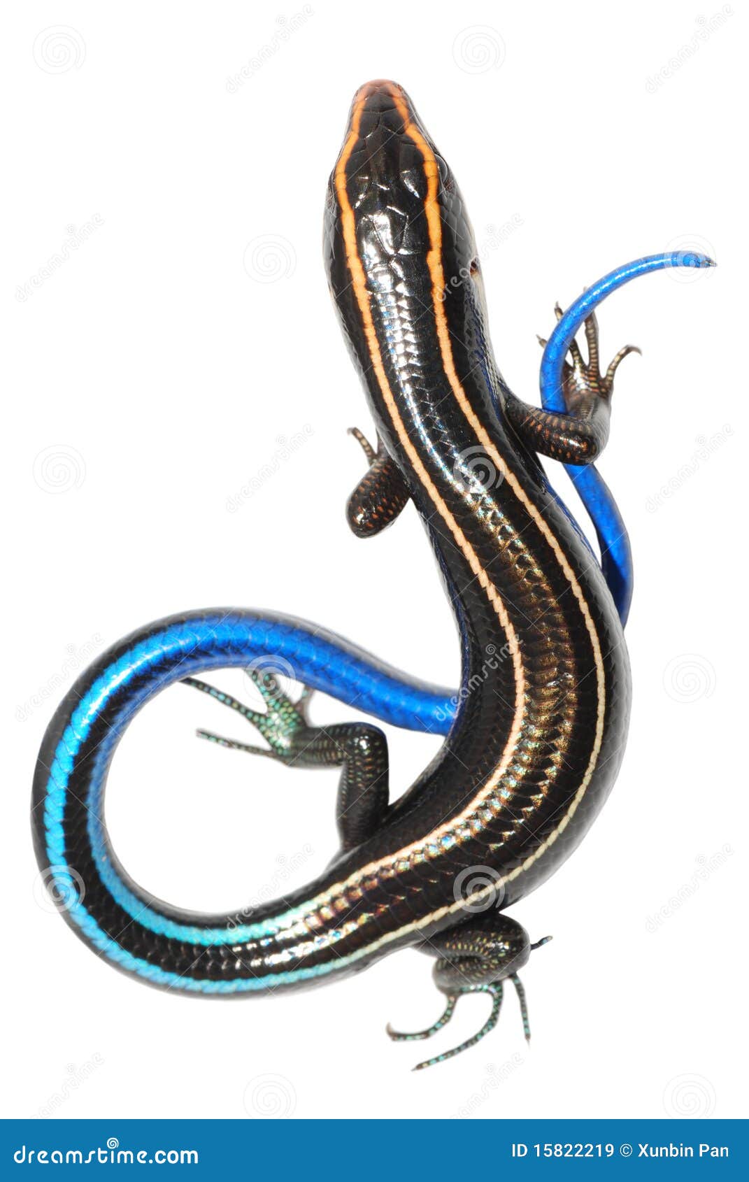 Blue Tailed Skink