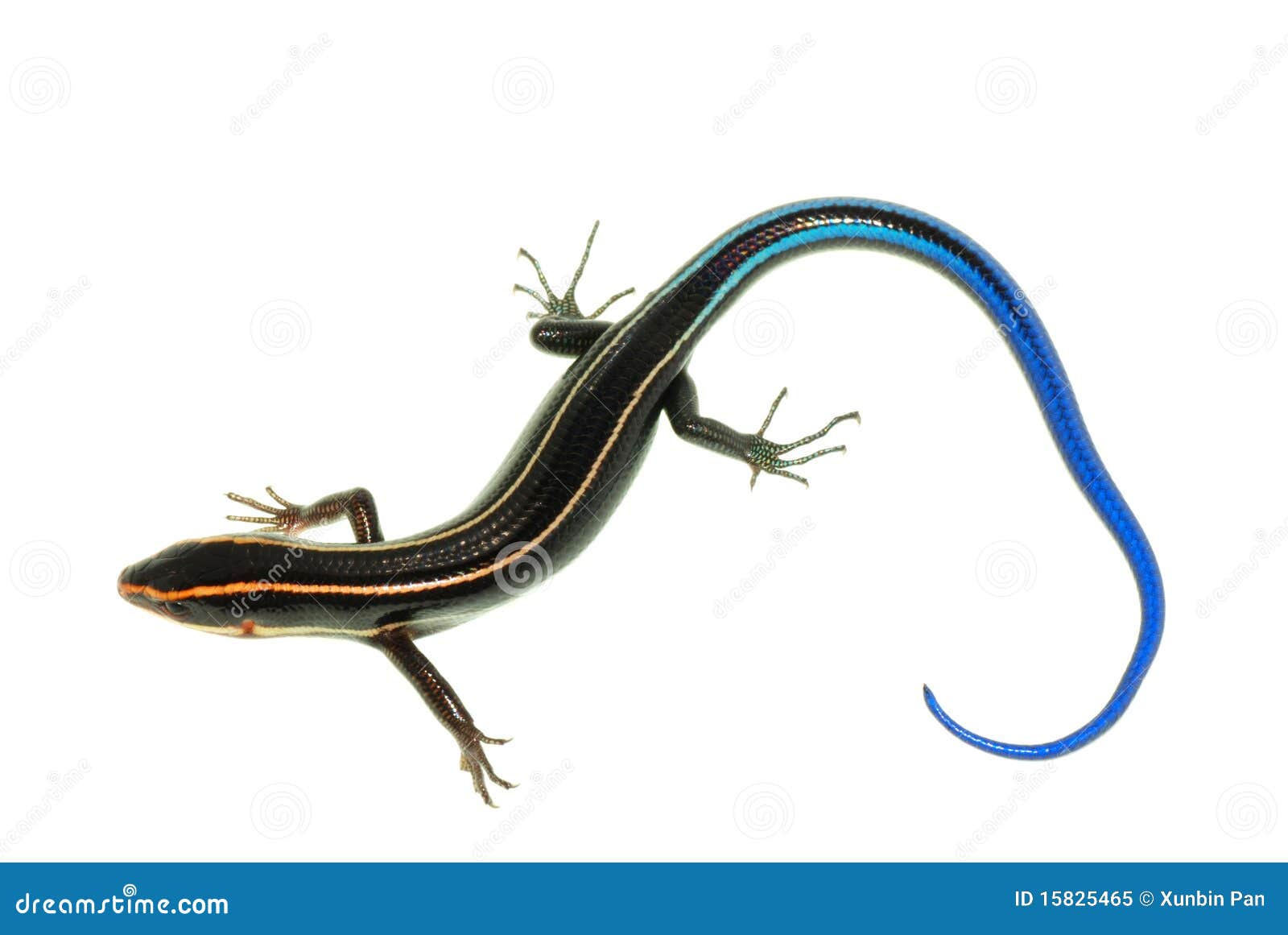 Blue tail skink lizard stock image. Image of dangerous - 15825465