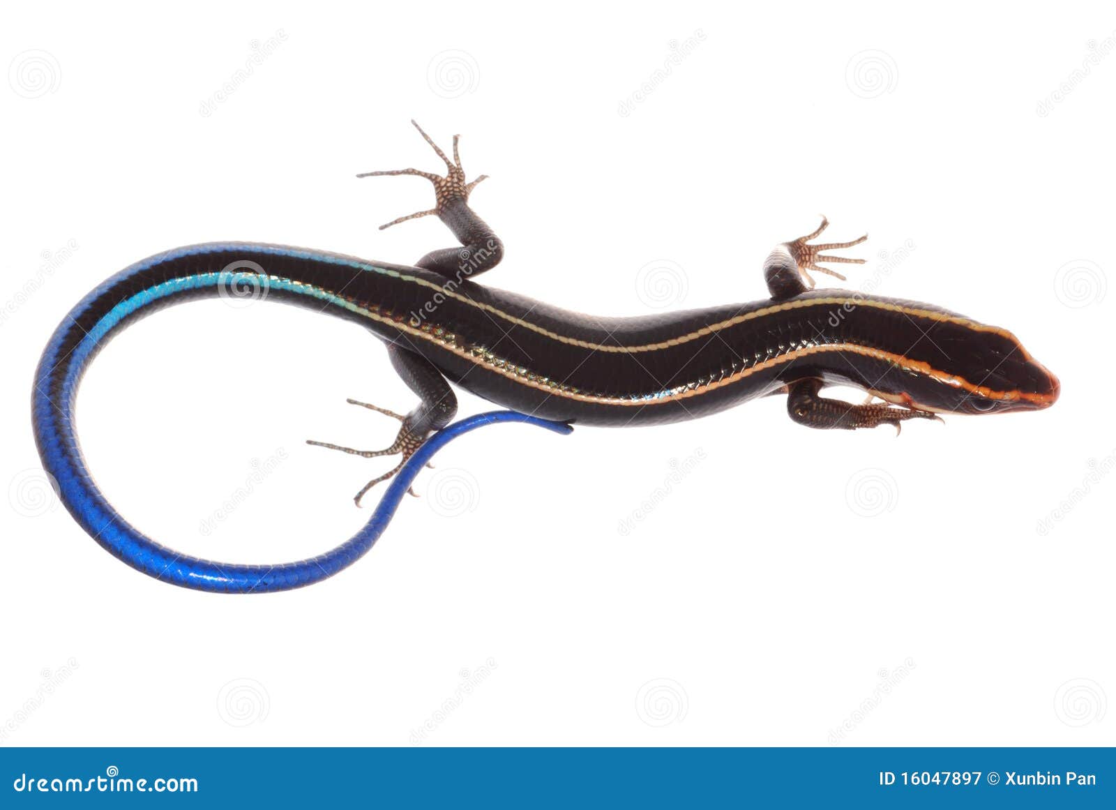 Blue tail skink lizard stock image. Image of juvenile - 16047897