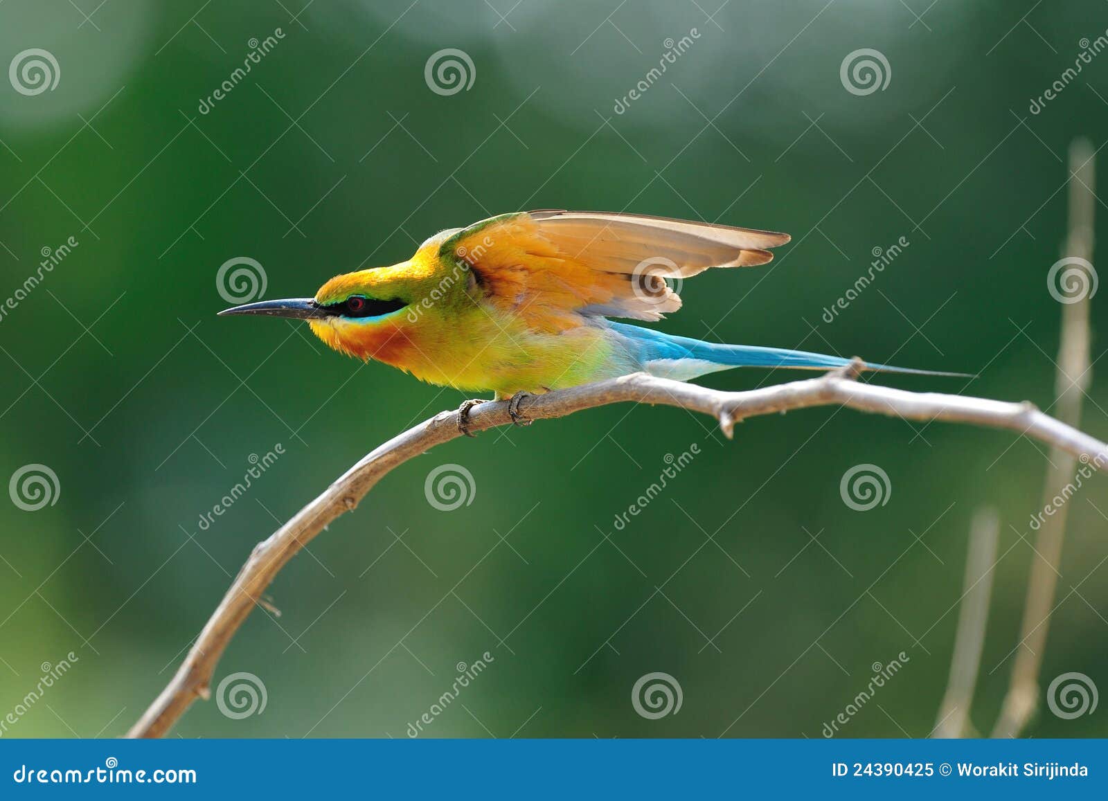 Blue-Tailed Bee Eater stock image. Image of feathers - 24390425