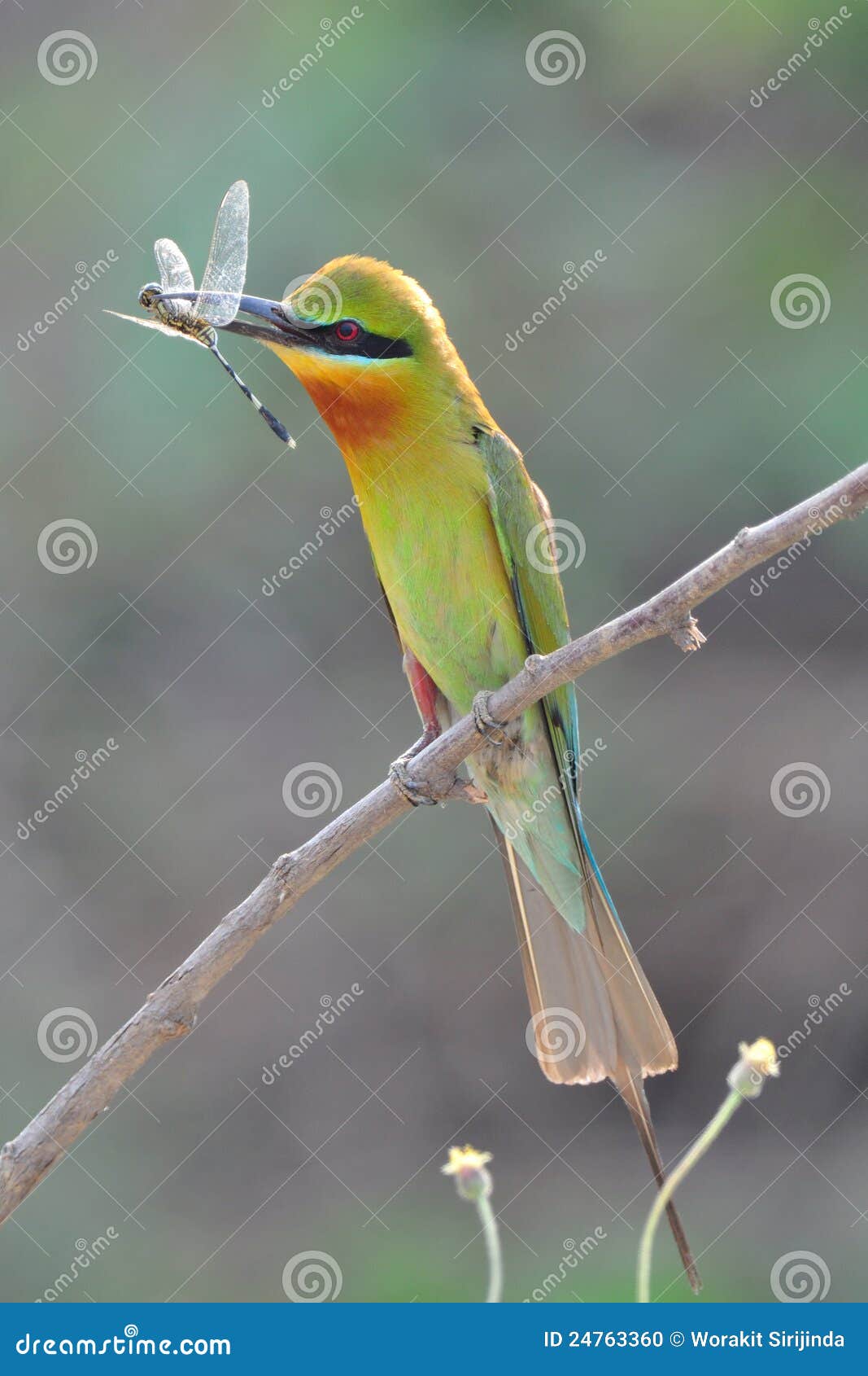 Blue-Tailed Bee Eater stock photo. Image of creature - 24763360