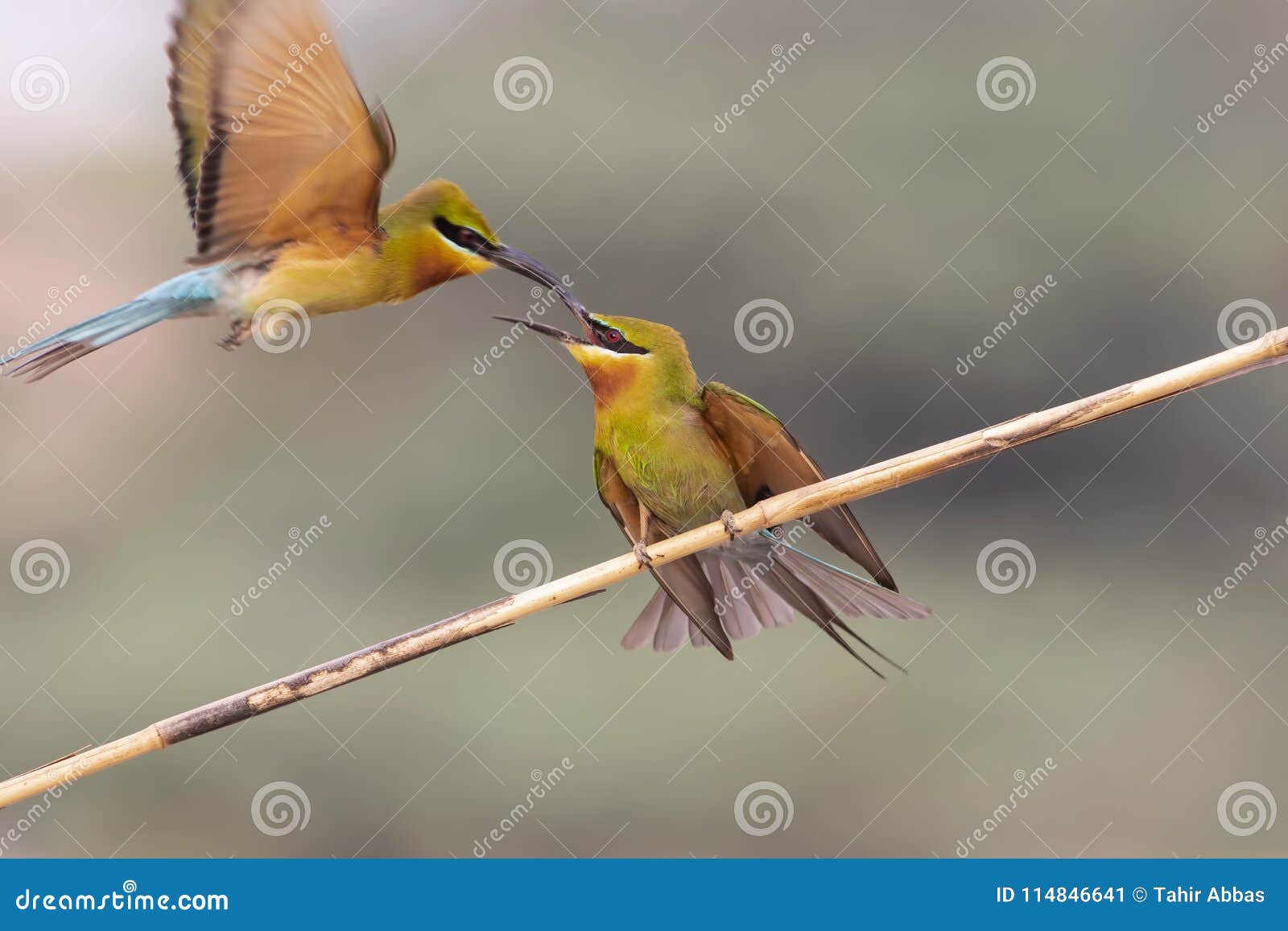 Aggressive bird fight stock image. Image of climate - 114846641