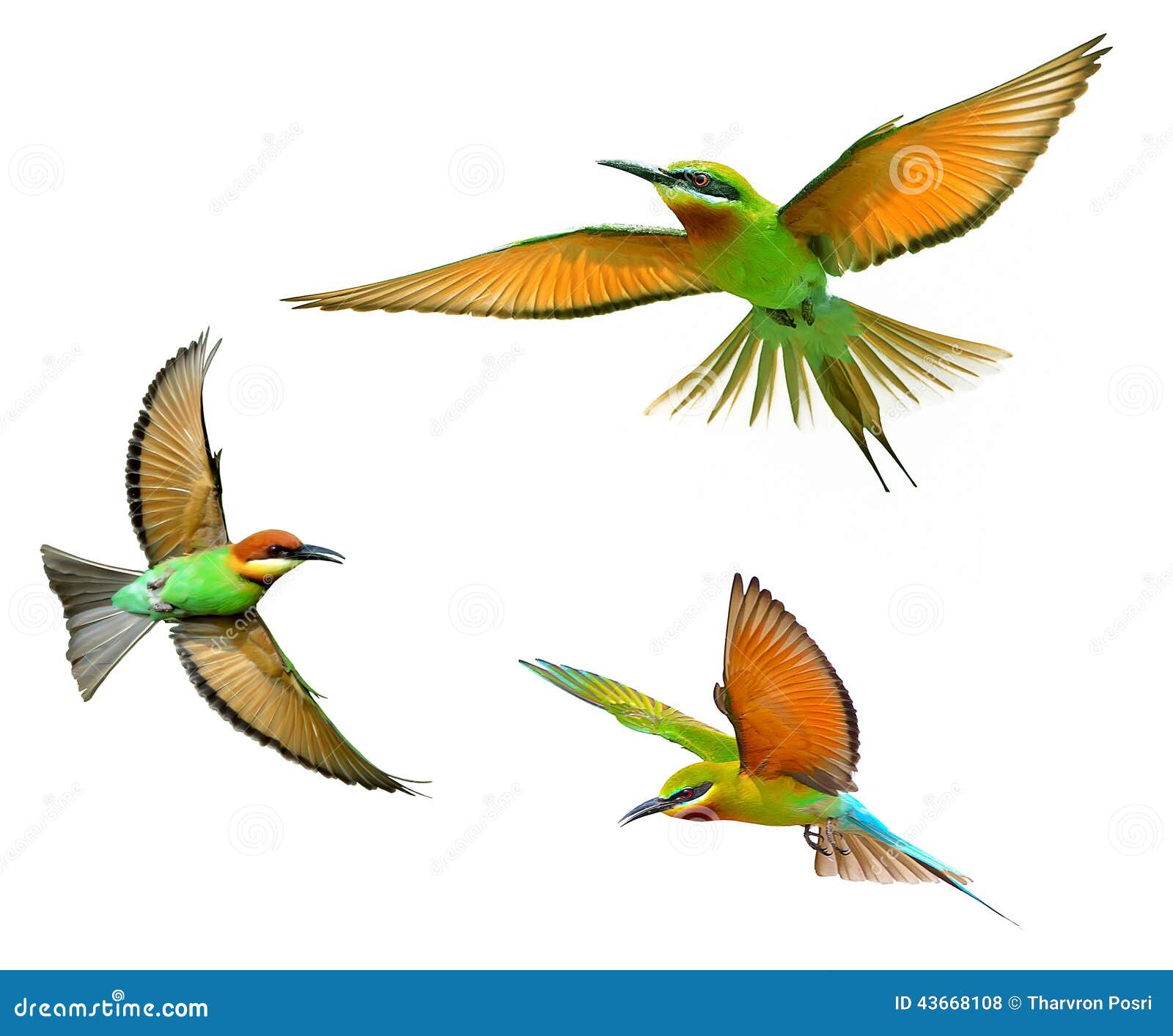 219 Bee Eaters Flight Stock Photos - Free & Royalty-Free Stock Photos ...