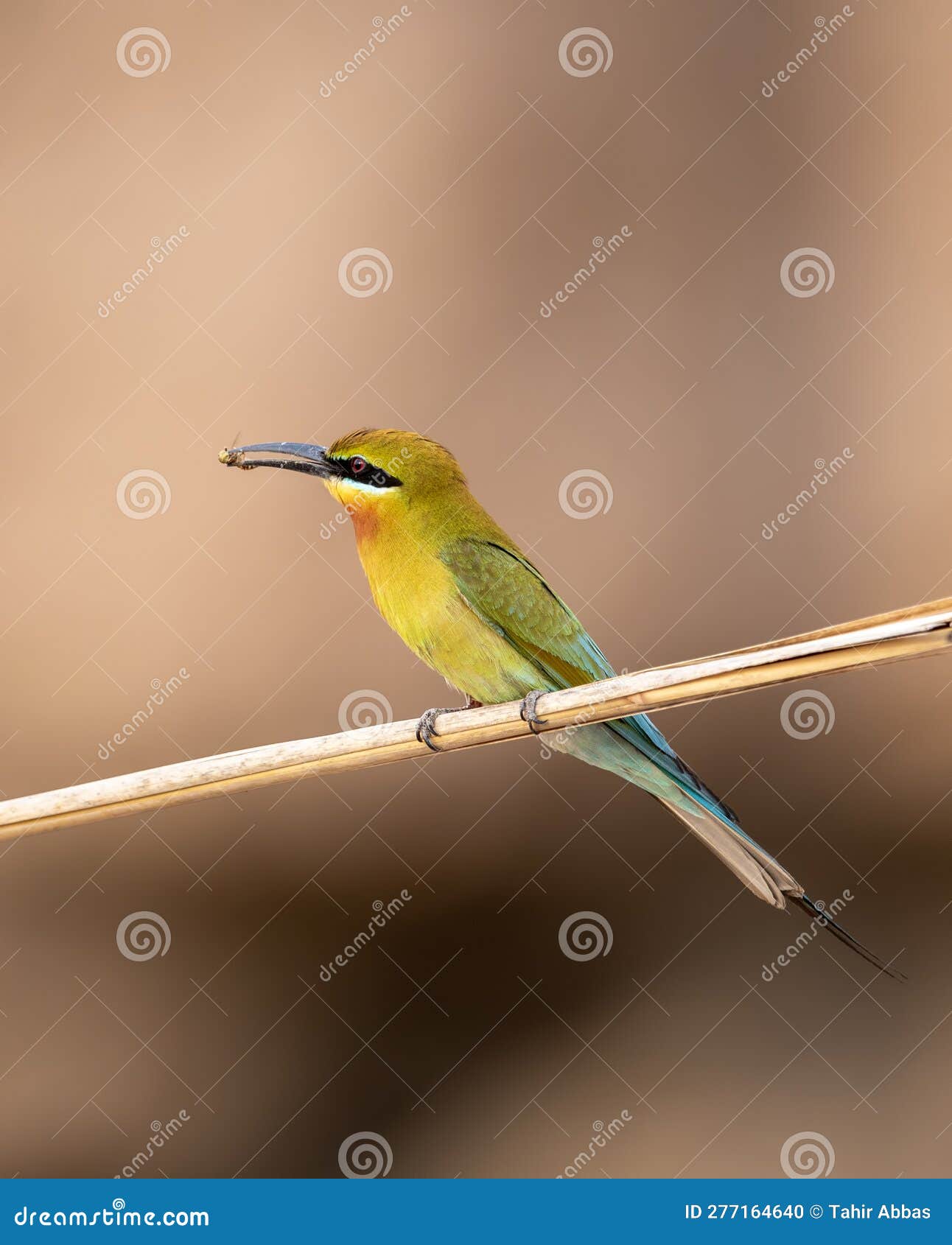 Blue Tailed Bee Eater with Hunt on Perch Stock Photo - Image of humming ...