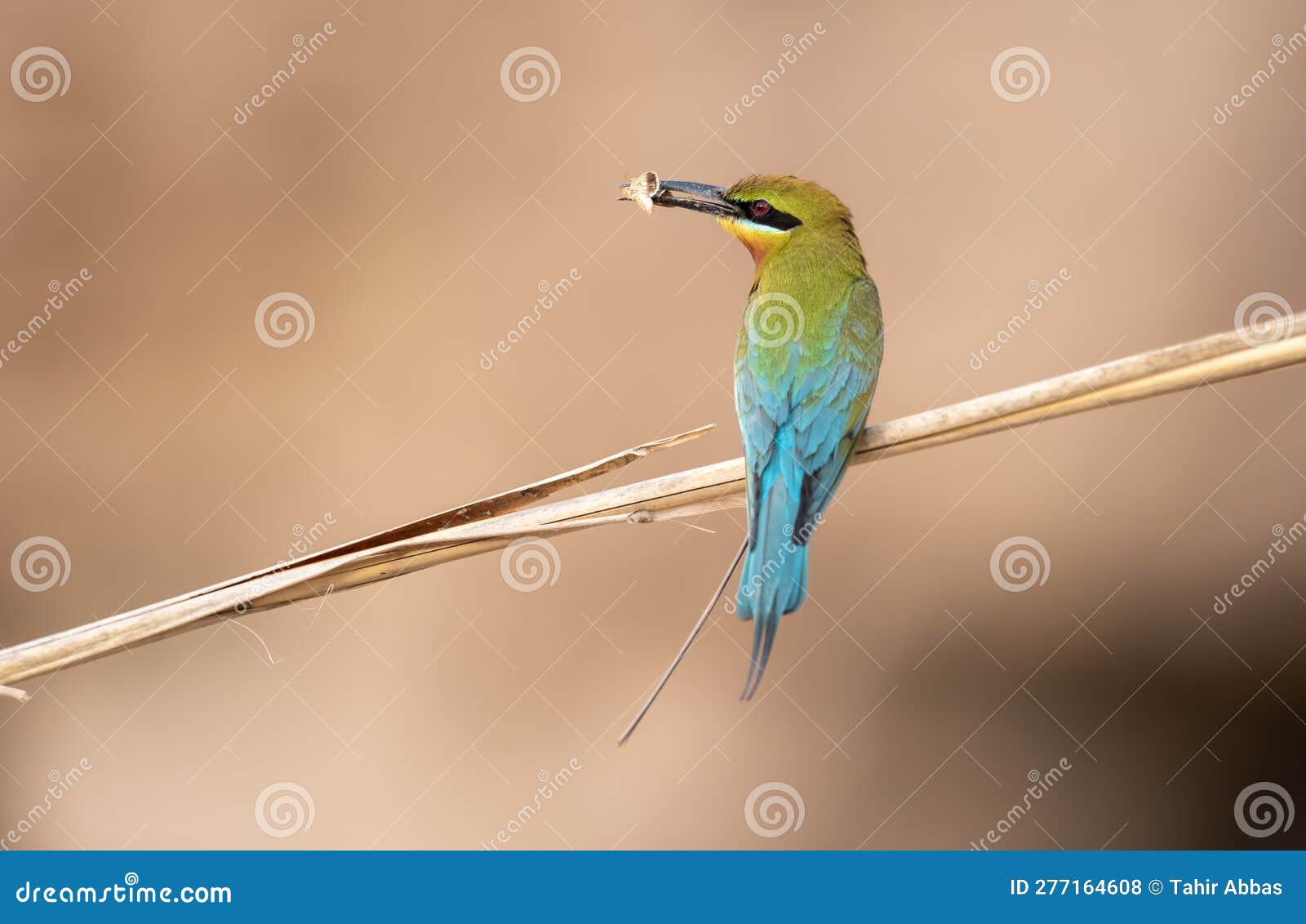 Blue Tailed Bee Eater with Hunt on Perch Stock Photo - Image of beauty ...