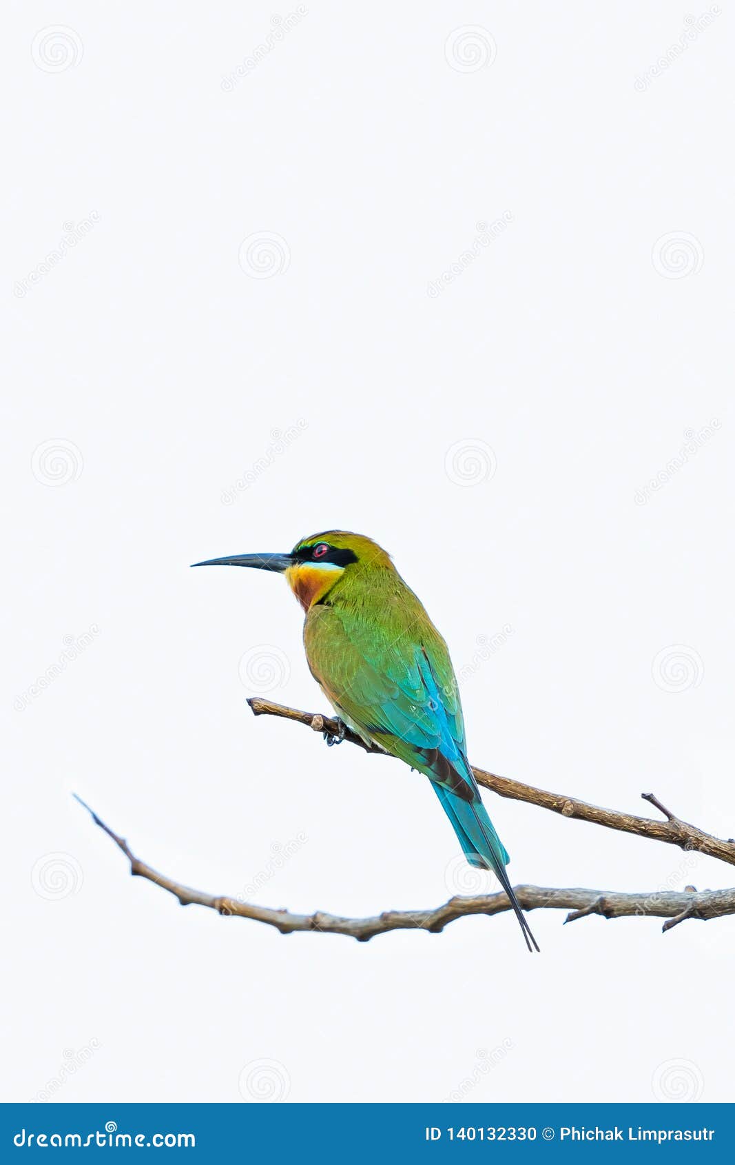 Blue-tailed Bee-eater Isolated Perching on a Perch Stock Photo - Image ...