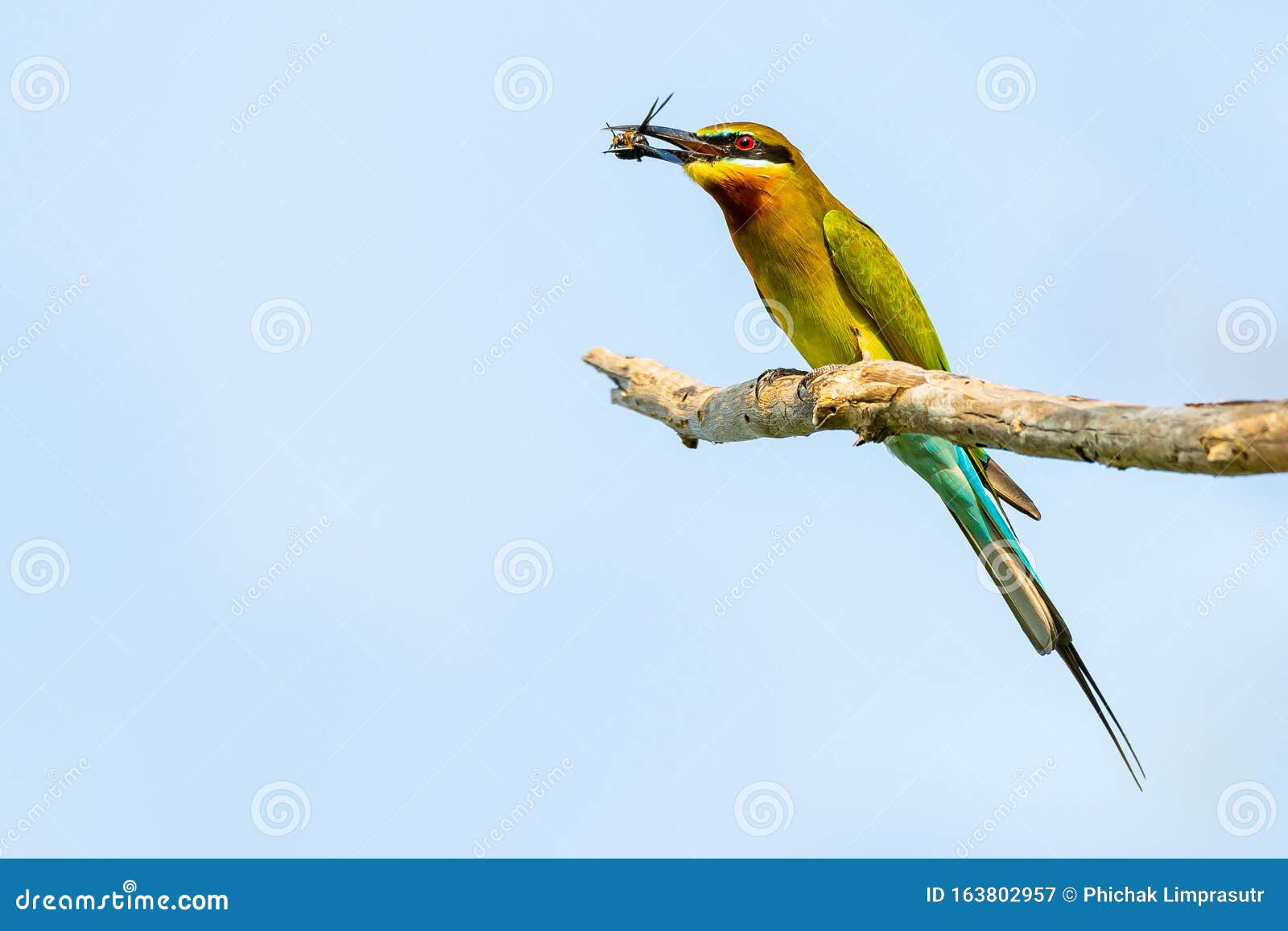 Blue-tailed Bee-Eater Perching on Perch with an Insect in the Beak ...