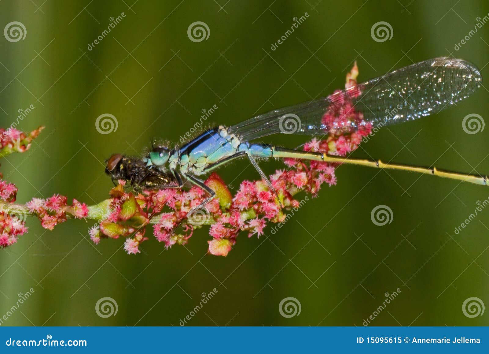 Blue-tailed damselfly stock image. Image of insect, closeup - 15095615