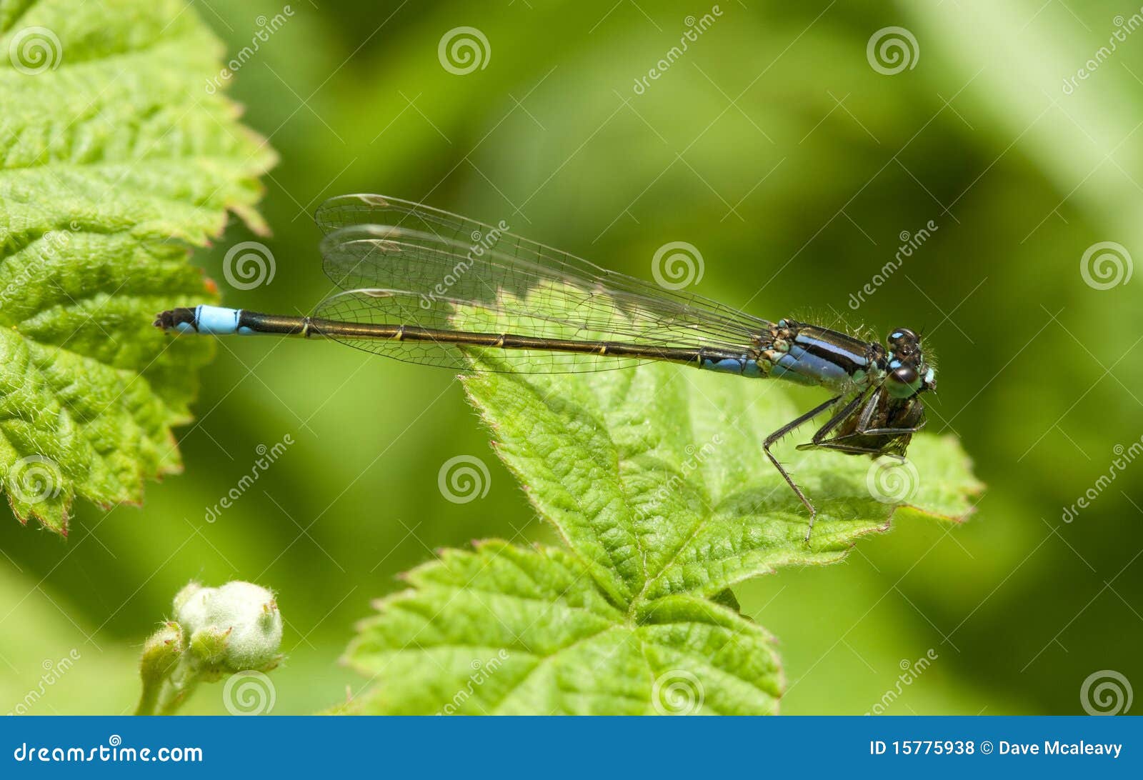 Blue Tailed Damselfly stock photo. Image of wildlife - 15775938